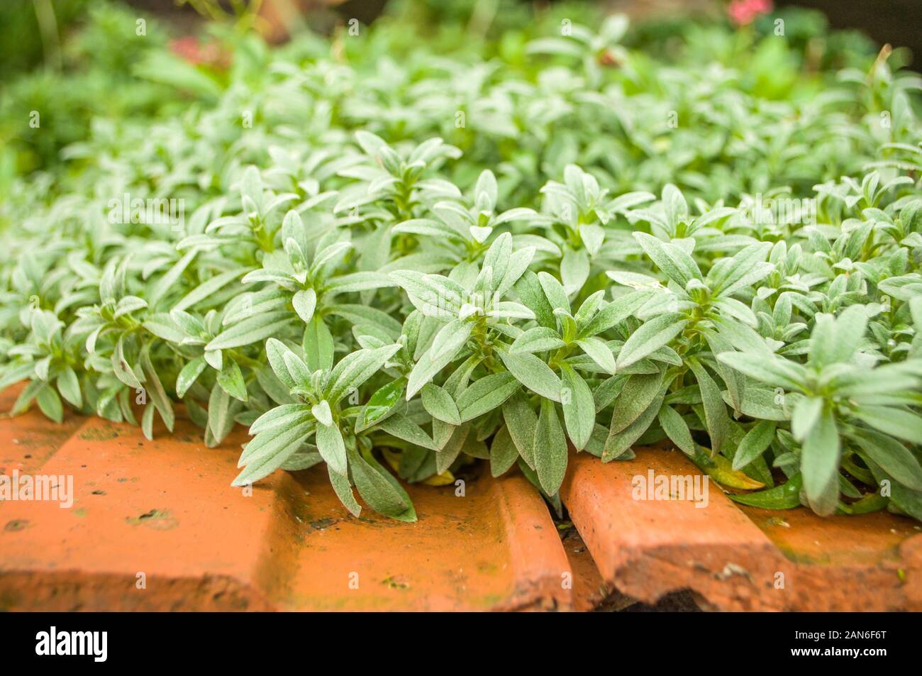 The stylish house plants on the ceramic roof tiles. Stylish home ...