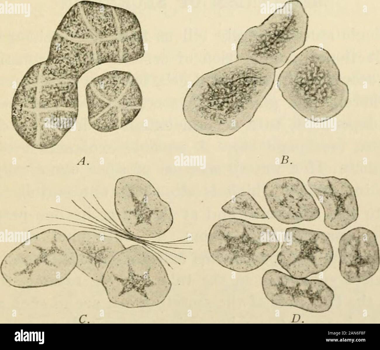 Zymogen hi-res stock photography and images - Alamy