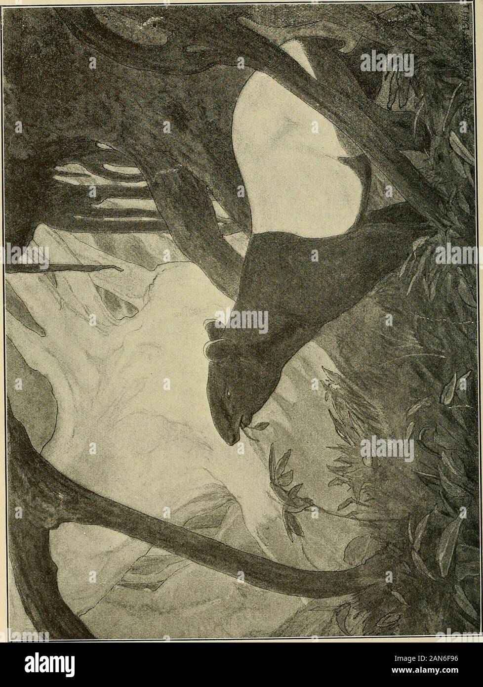 Neck webbing hi-res stock photography and images - Alamy