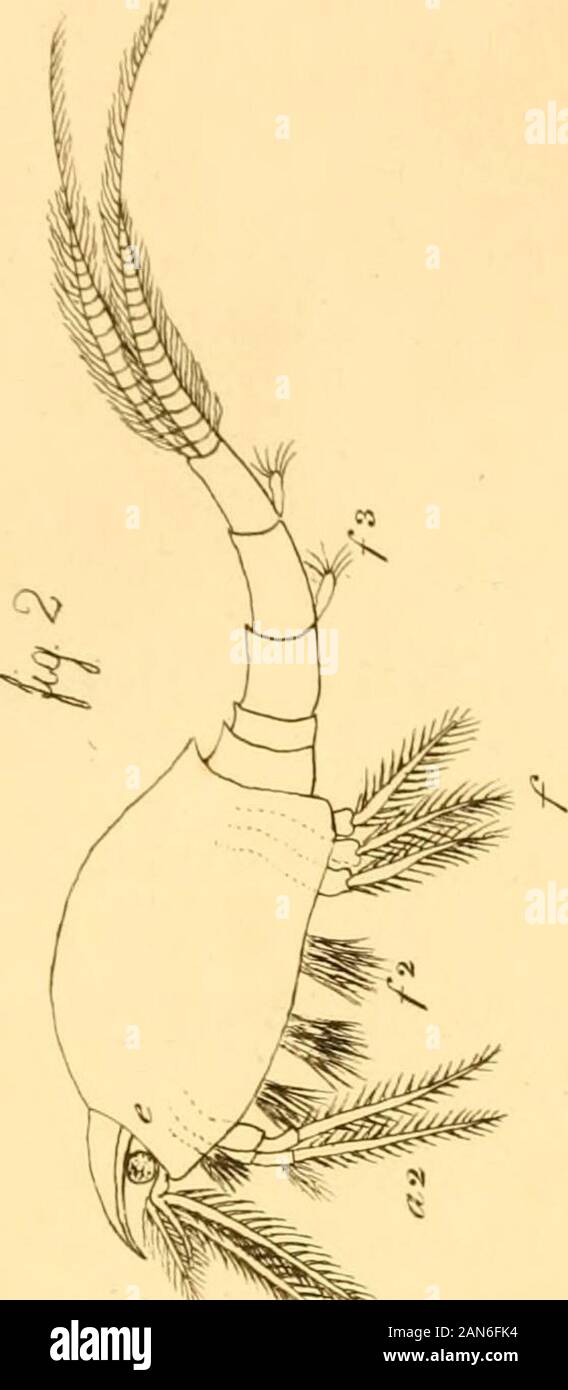 Zoological researches and illustrations; or Natural history of ...