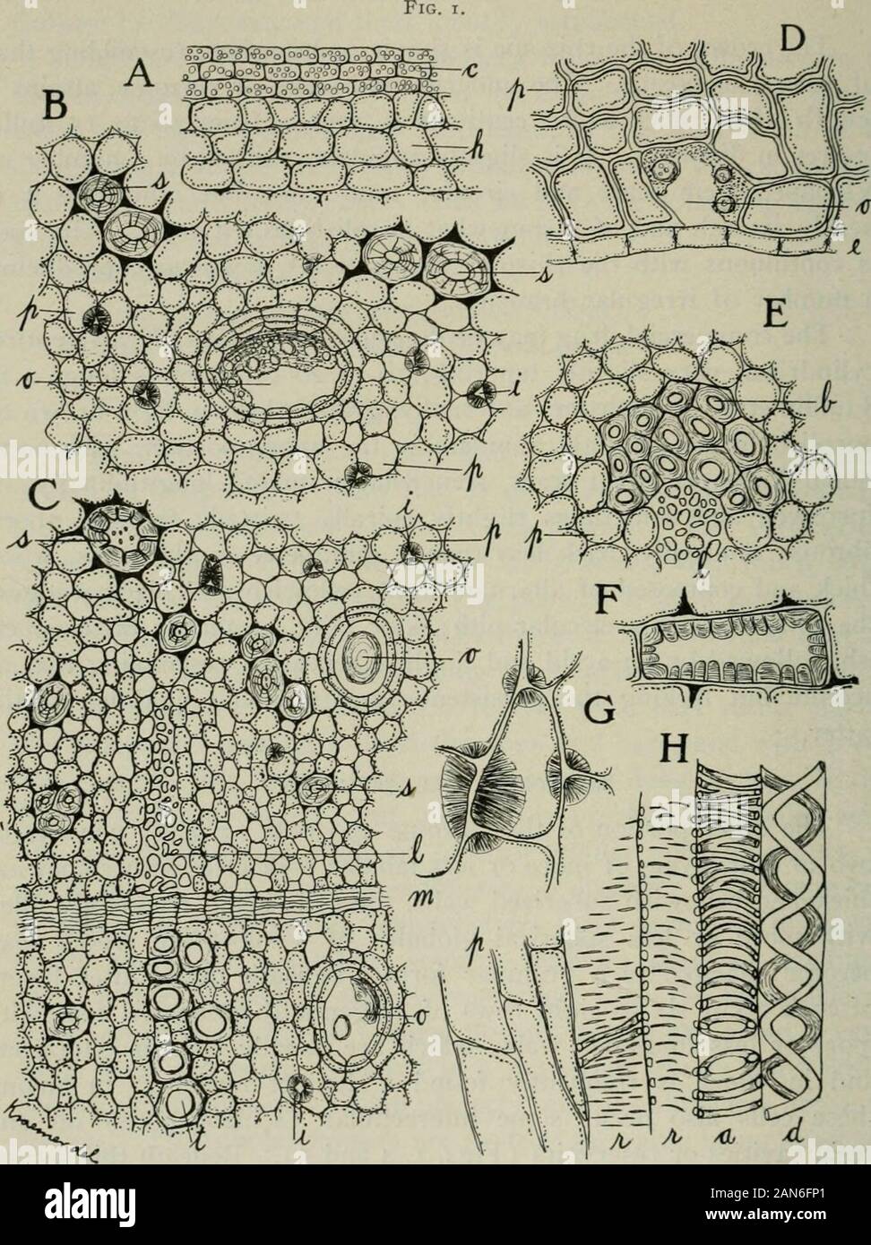 Outer parenchyma cells hi-res stock photography and images - Alamy