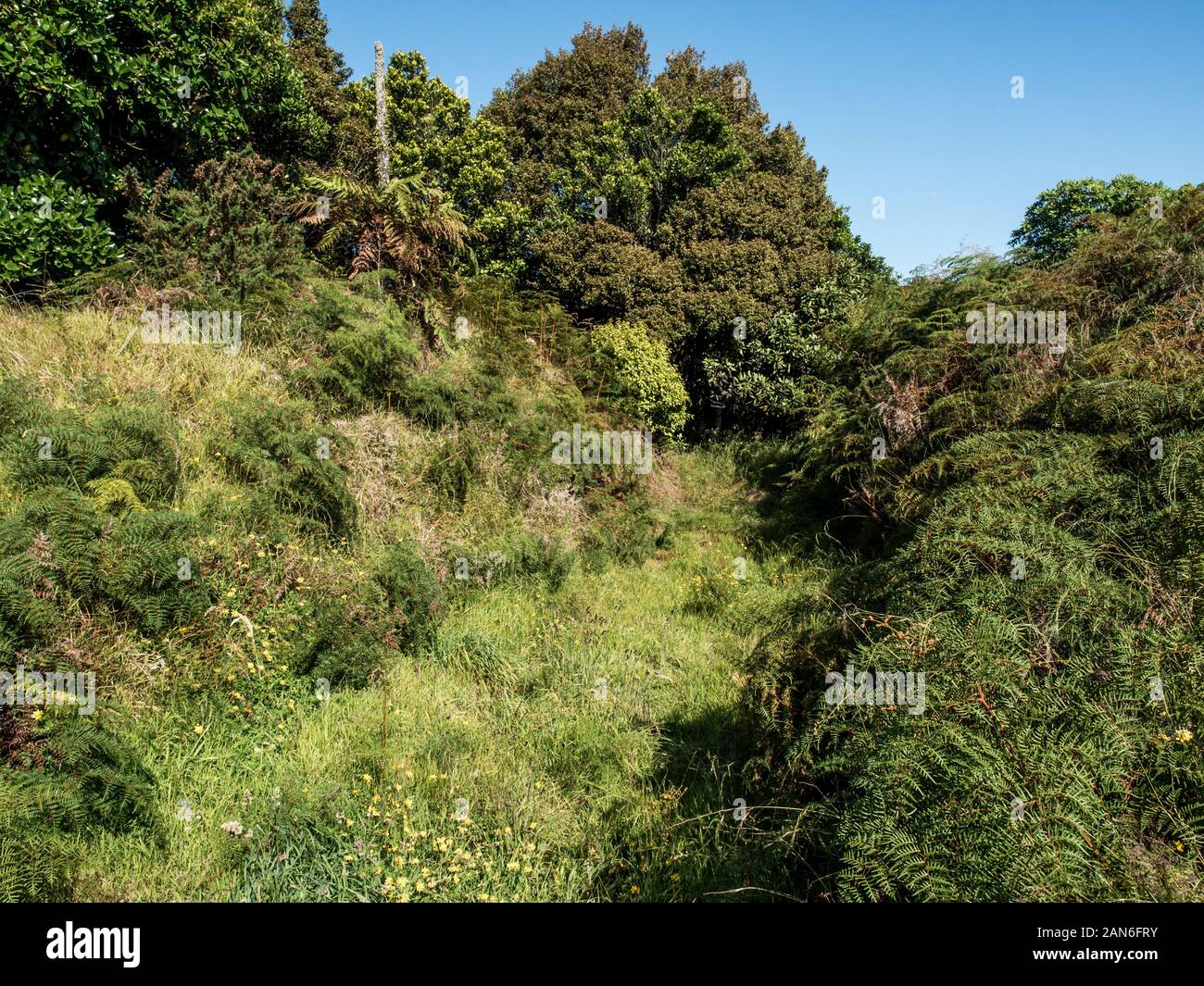 Historic Maori battle site, overgrown remains of entrenchment ditch and ...