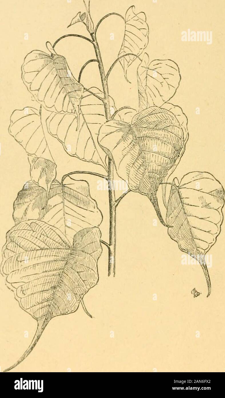Hindu mythology, Vedic and Purânic . THE NIM TREE.. PI PAL LEAVES. DATE ...