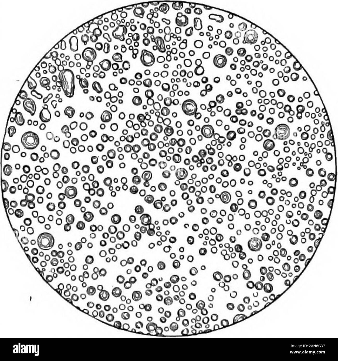 Sarcolemma Black and White Stock Photos & Images - Alamy