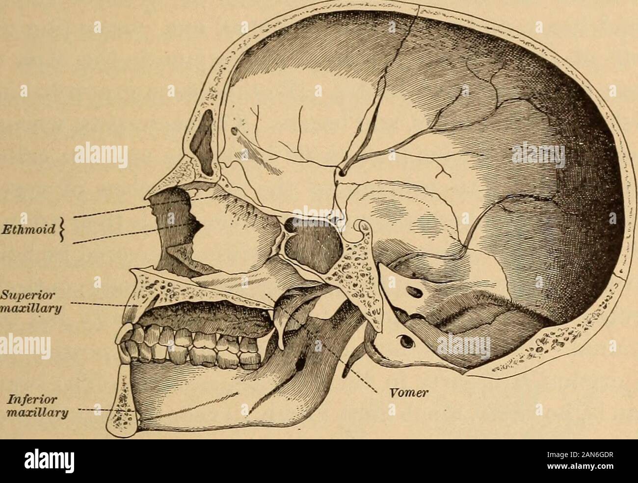 Cranium turbo hi-res stock photography and images - Alamy