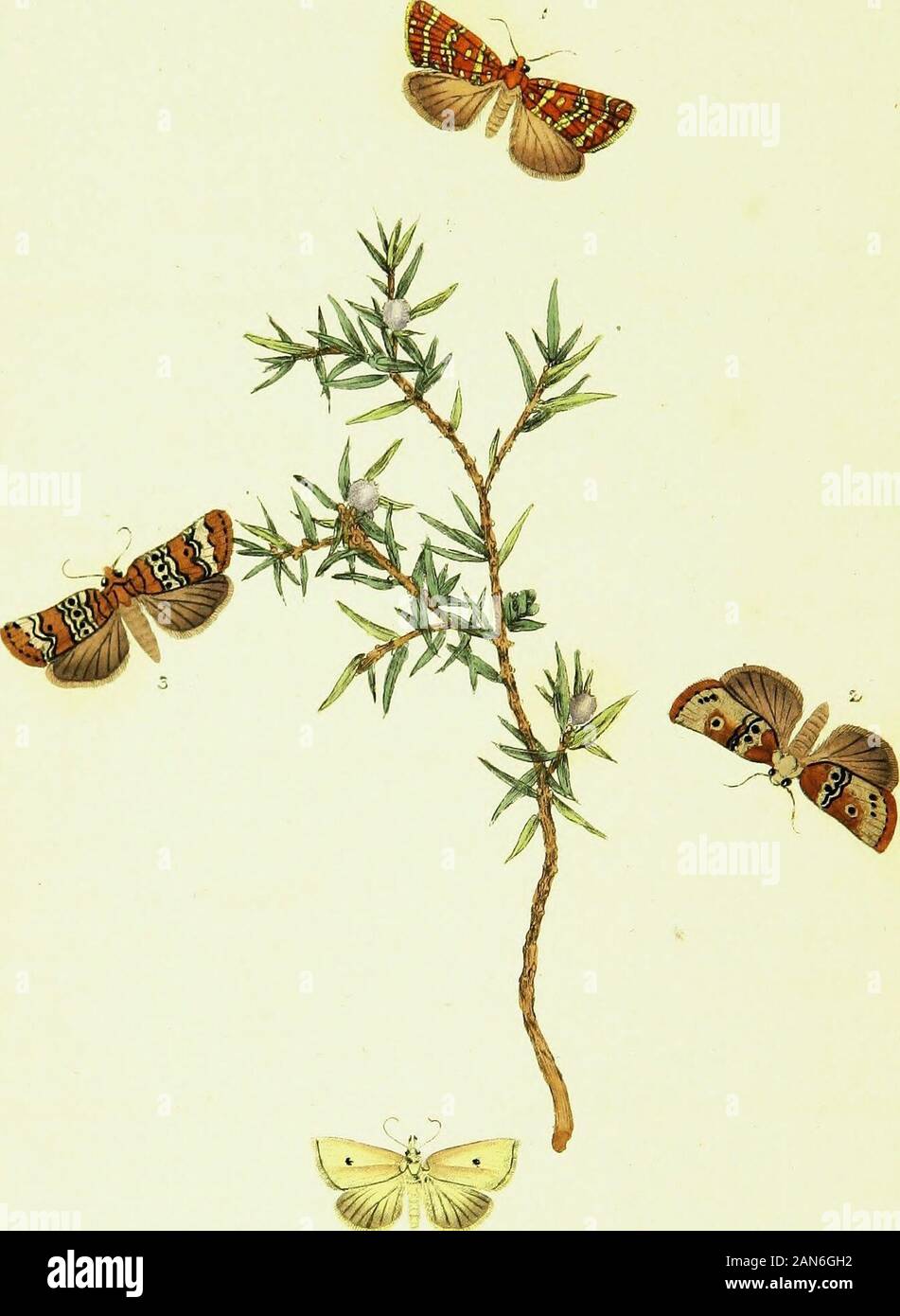 Map moth hi-res stock photography and images - Alamy