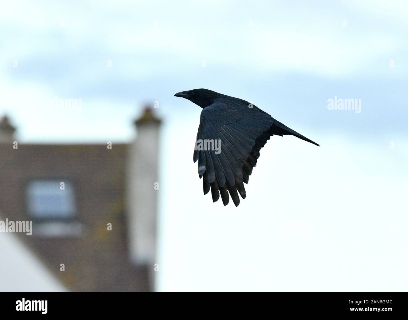 Carrion Crow - Corvus corone corone Stock Photo - Alamy