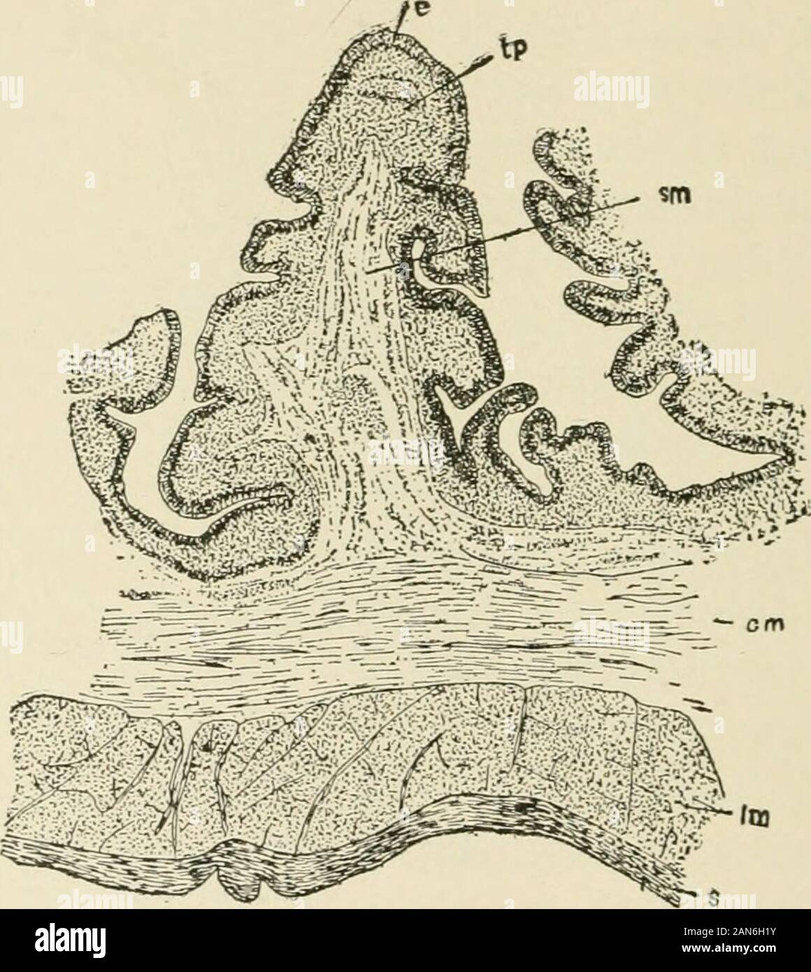 The alligator and its allies . Fig. 51. An outline of atranssection of ...