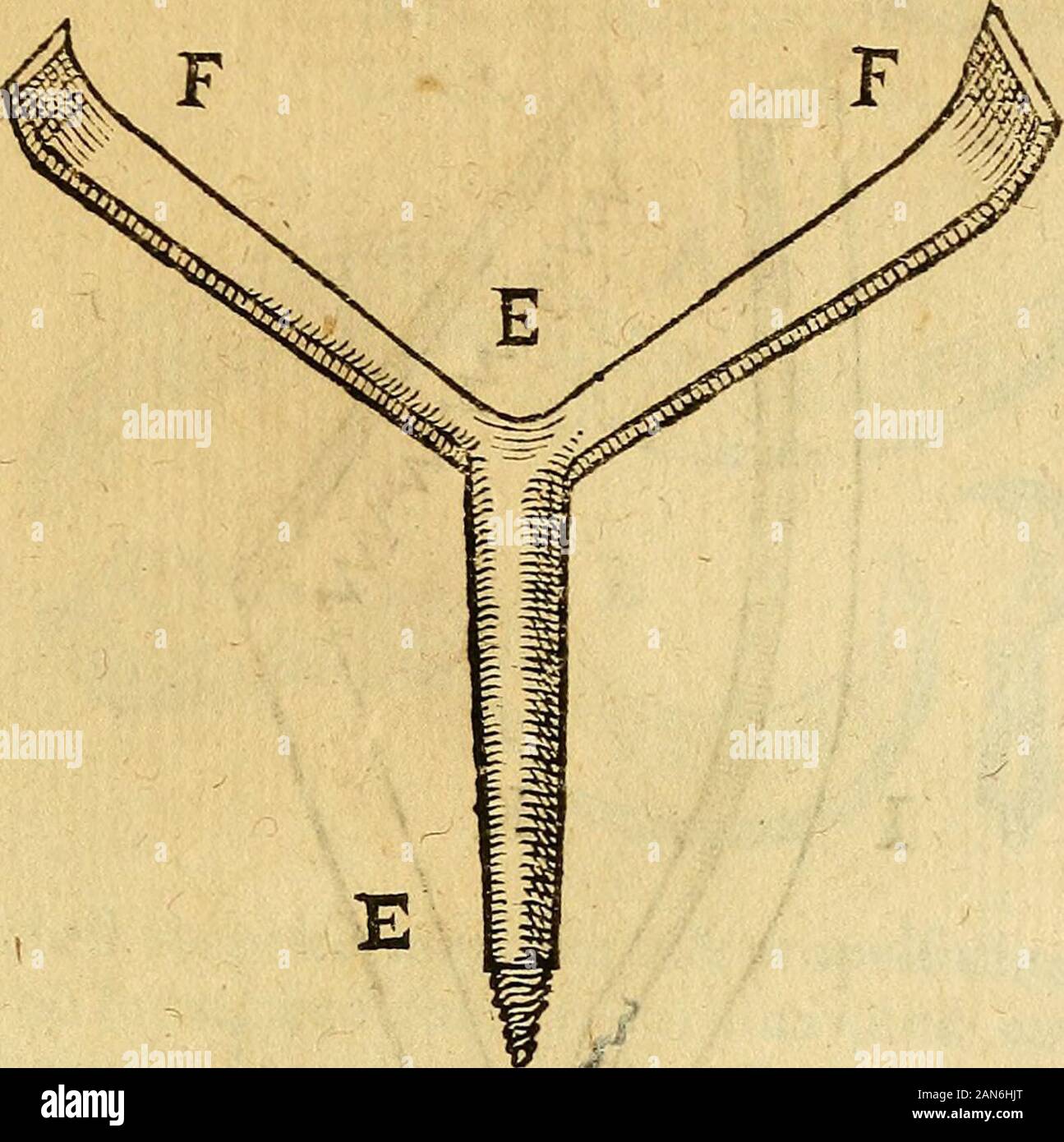 Brachia hi-res stock photography and images - Alamy