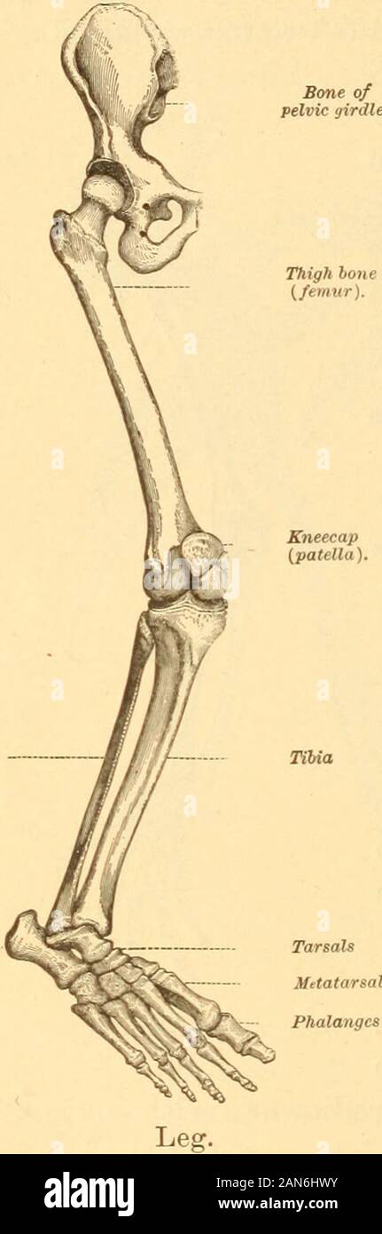 Humerus Latin
