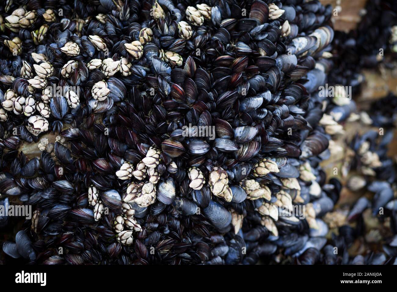 Precious wild barnacles and mussels settled on a seaside rock Stock ...