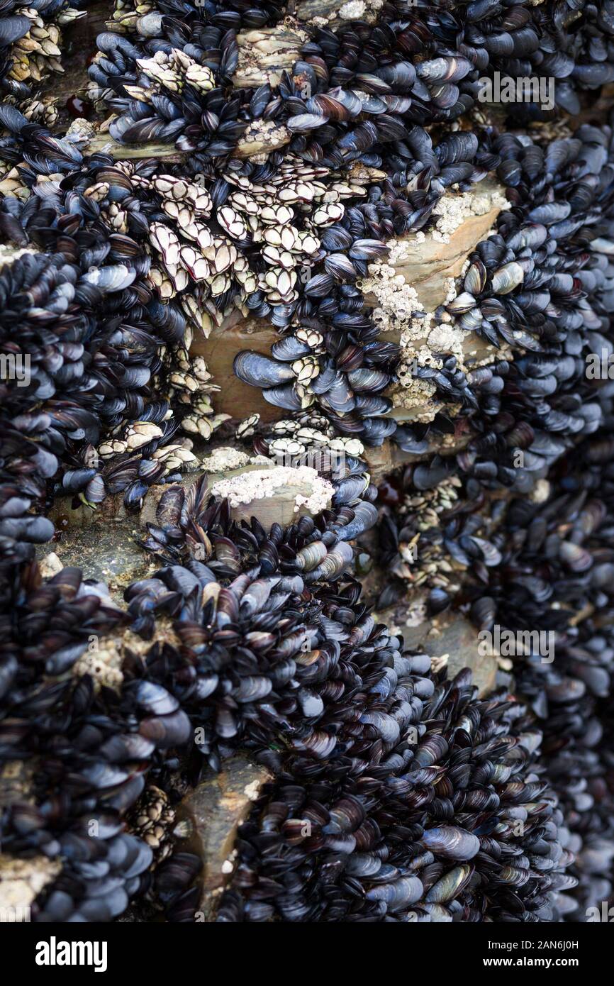 Precious wild barnacles and mussels settled on a seaside rock Stock ...