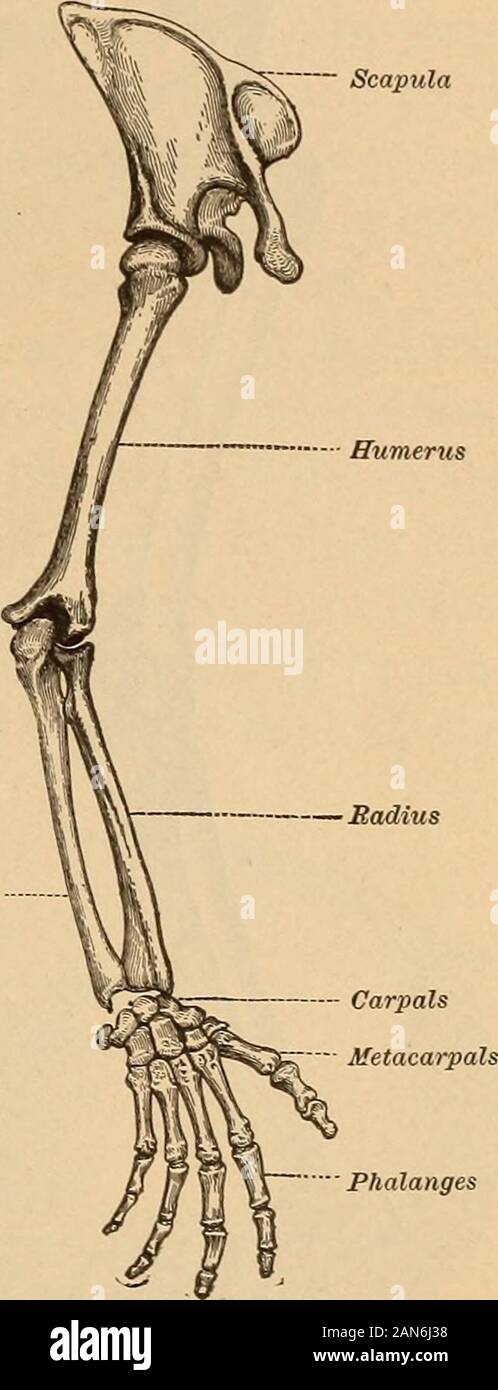 Humerus Latin