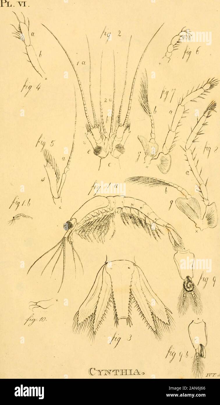 Zoological researches and illustrations; or Natural history of ...