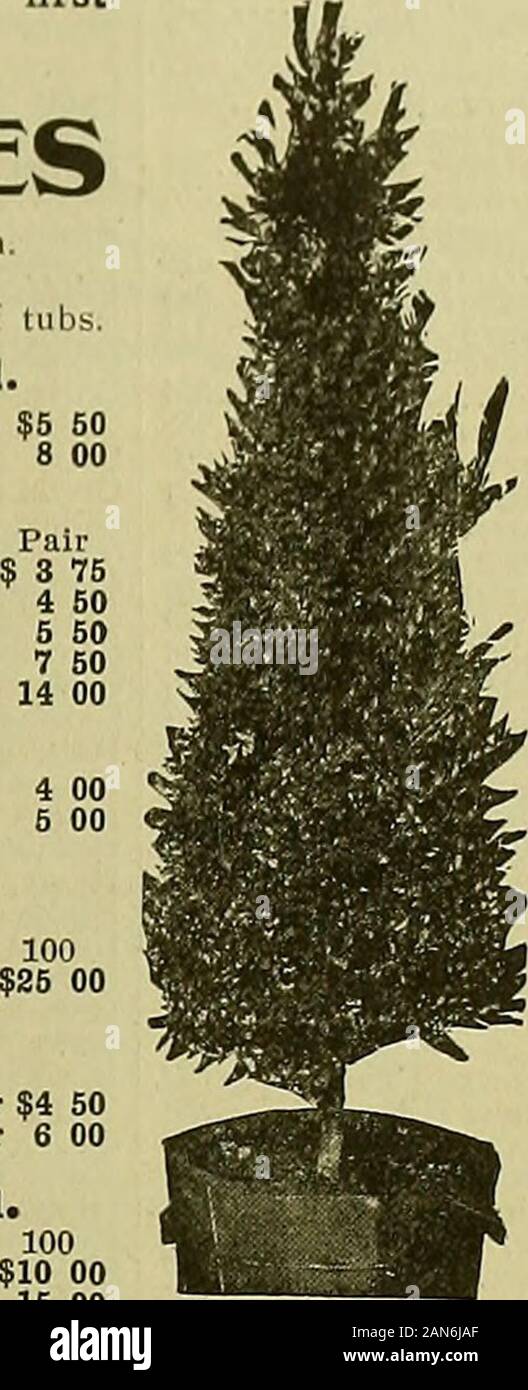 Pyramid bay tree hi-res stock photography and images - Alamy