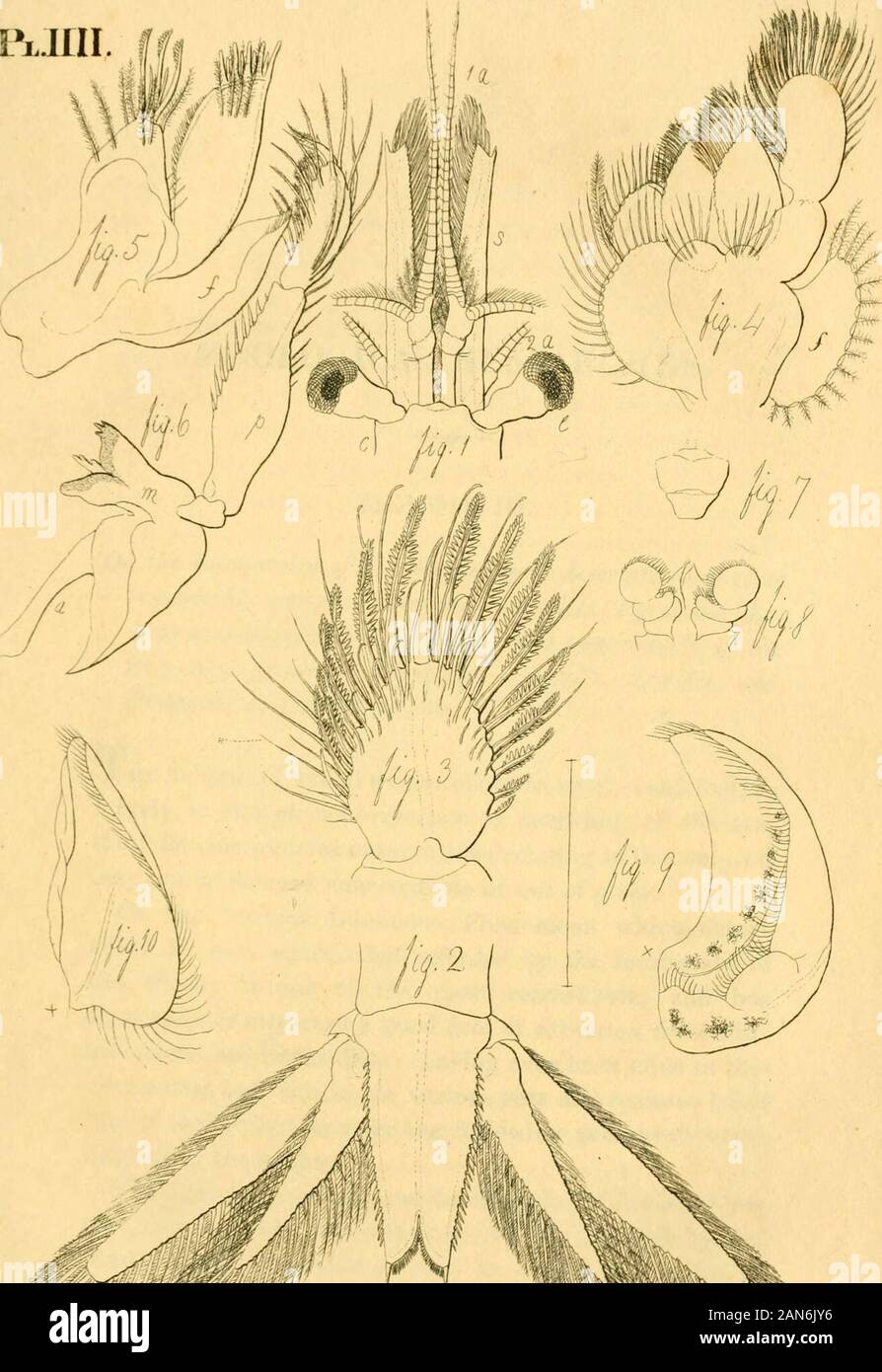 Zoological researches and illustrations; or Natural history of ...