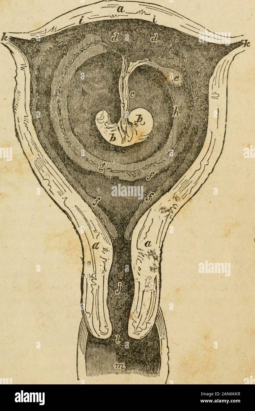 Double uterus hi-res stock photography and images - Alamy