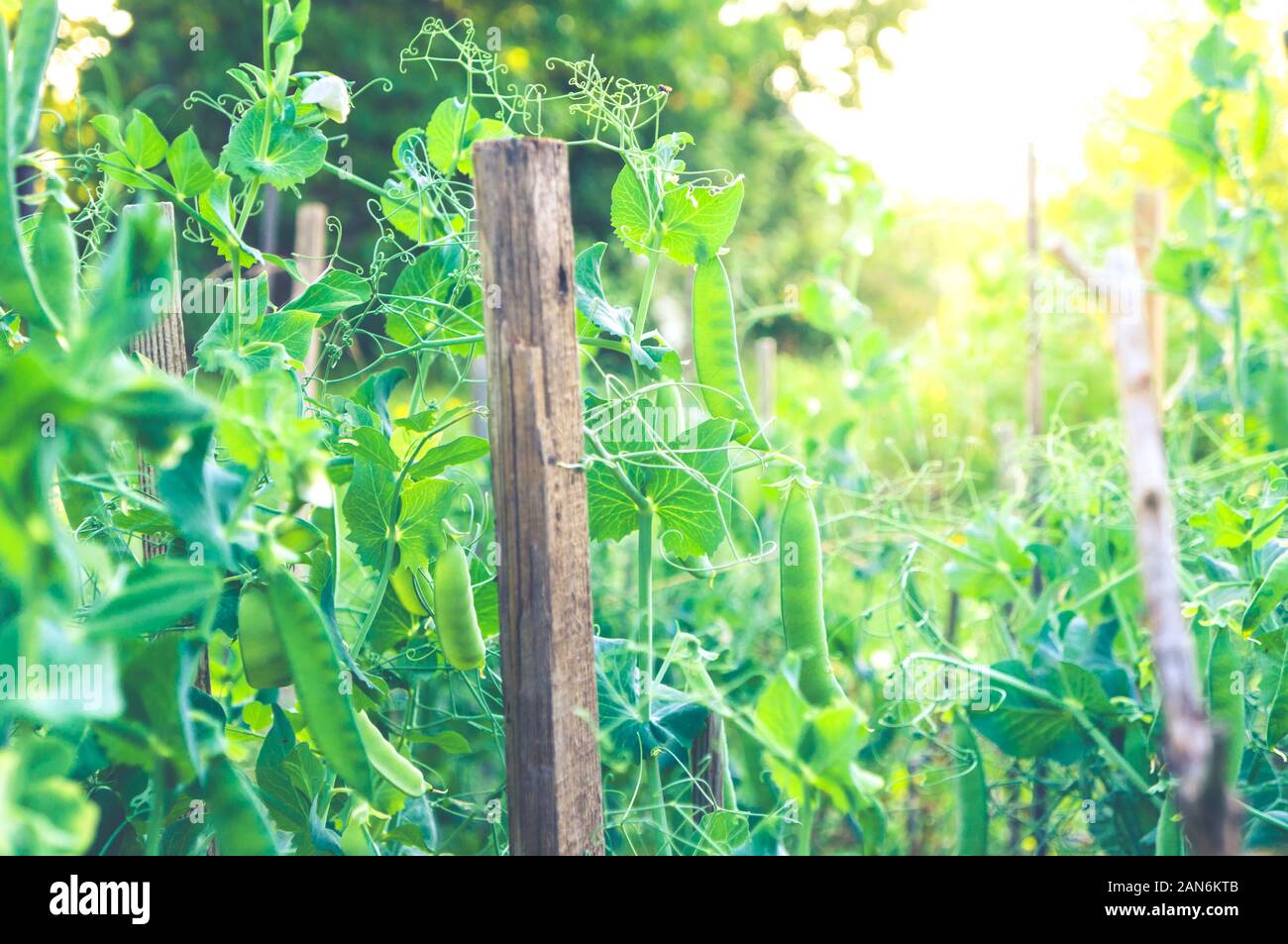 Peas plantation hi-res stock photography and images - Alamy