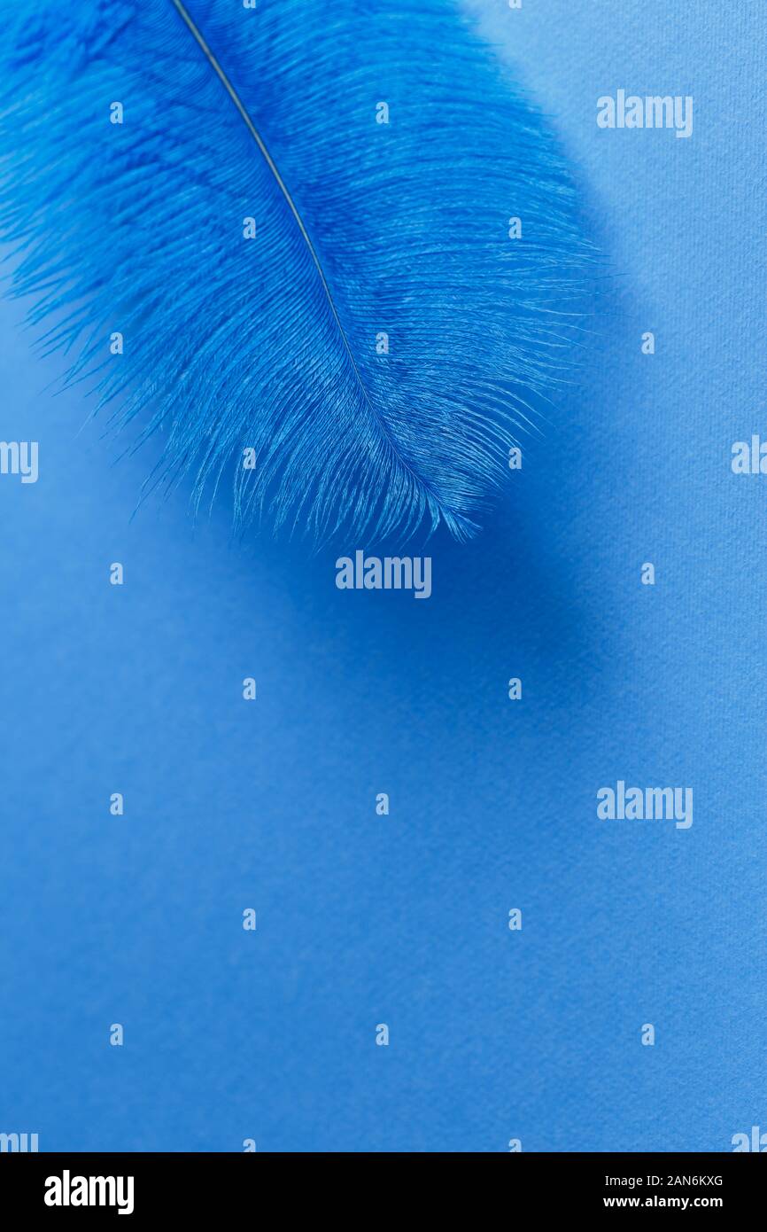 Close up of Classic blue feather texture background. Color trend of ...