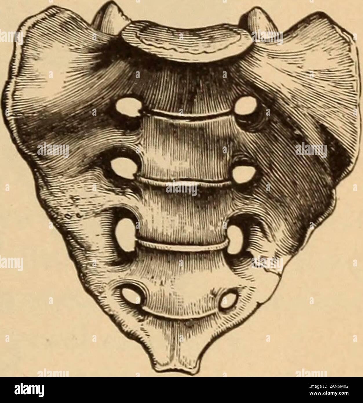 Anatomy, physiology and hygiene for high schools . ull, atlas, and axis ...