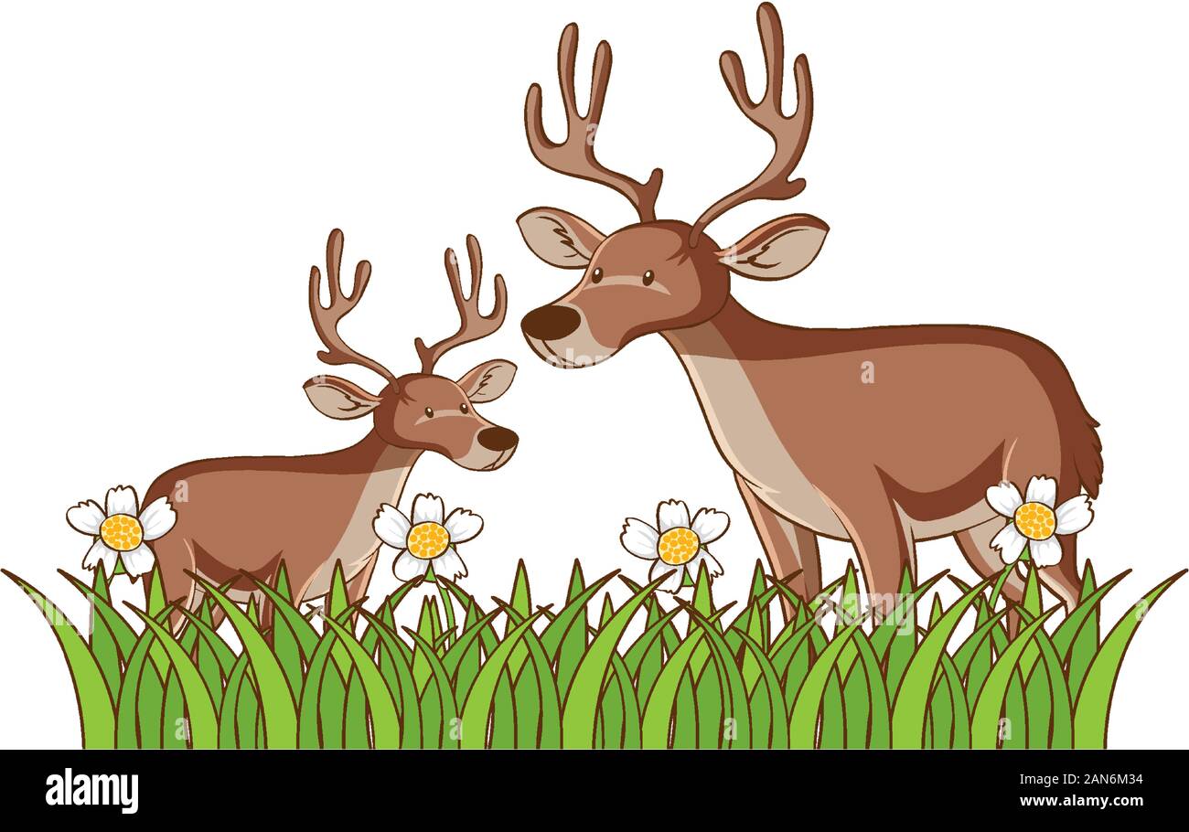 Isolated picture of two deers illustration Stock Vector Image & Art - Alamy