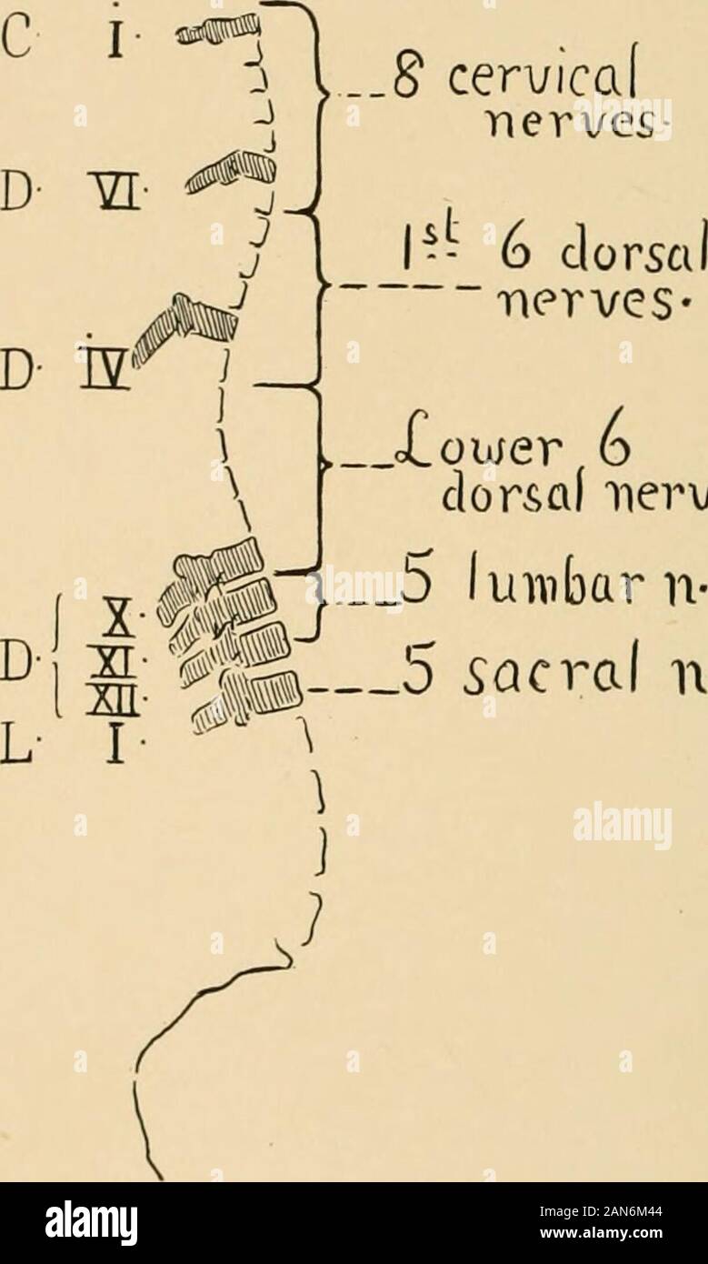 The treatment of fractures . th Cremasteric. dorsal.Adductors.Outward ...