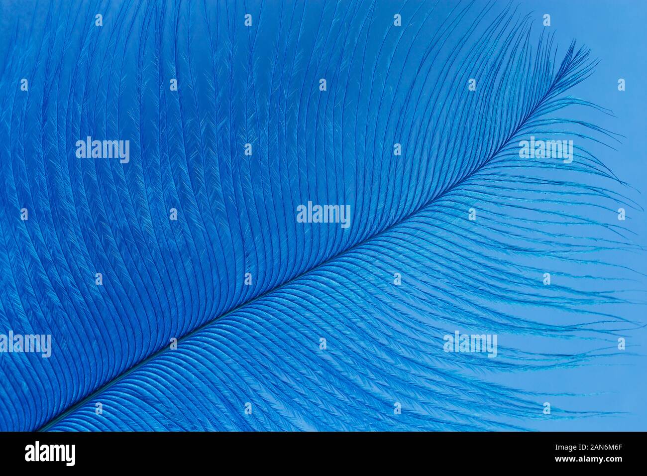 Close up of Classic blue feather texture background. Color trend of ...