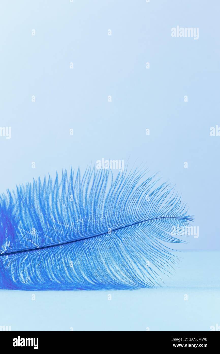 Abstract background with classic blue feather with copy space Stock ...