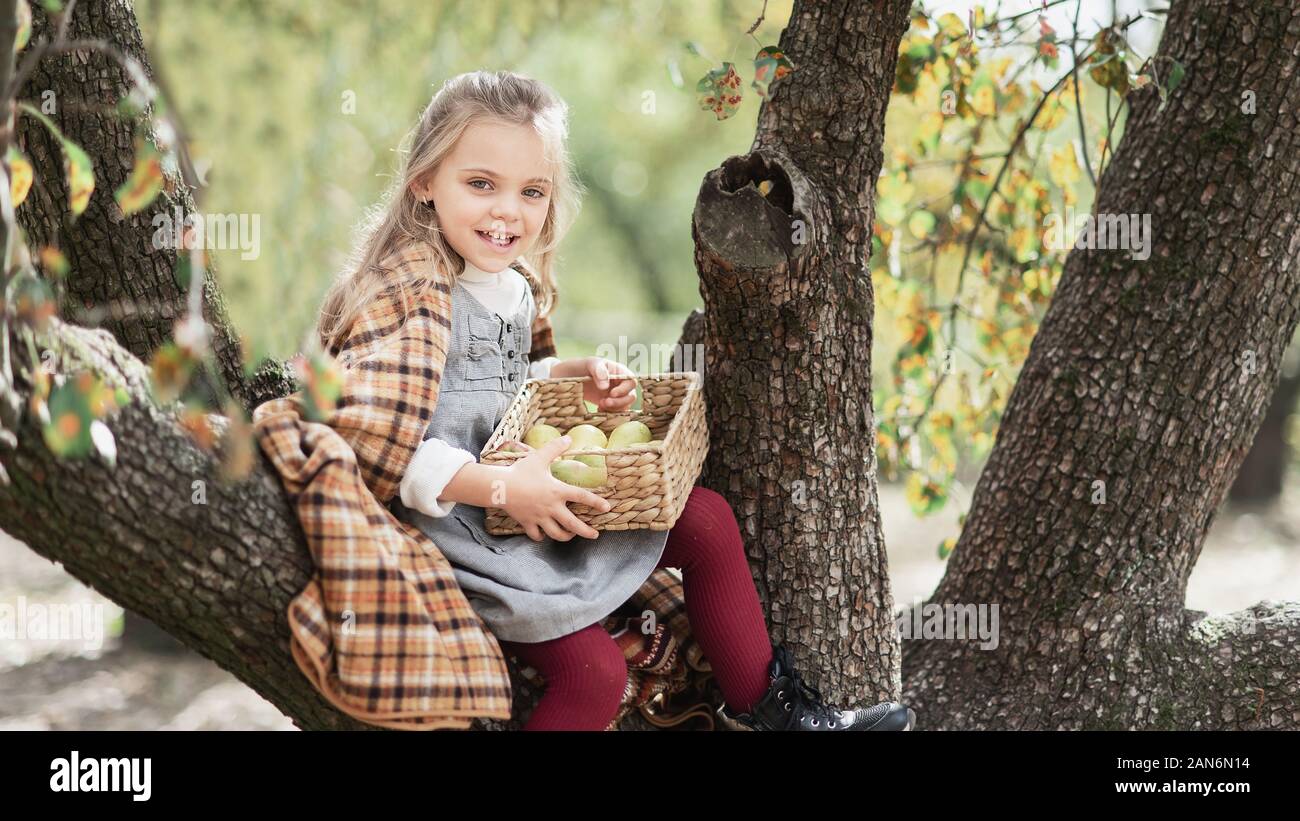 Child picking pears on farm in autumn. Little girl playing in pears ...