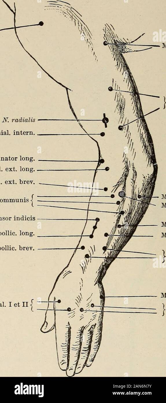 Upper extremity muscles hi-res stock photography and images - Alamy