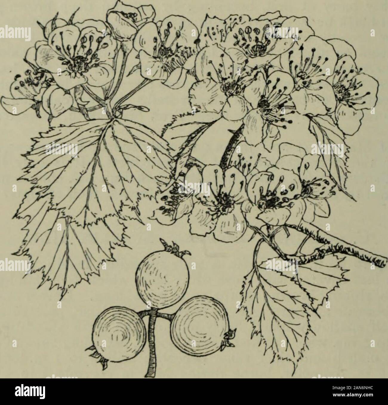 Deep lobes leaves hi-res stock photography and images - Alamy