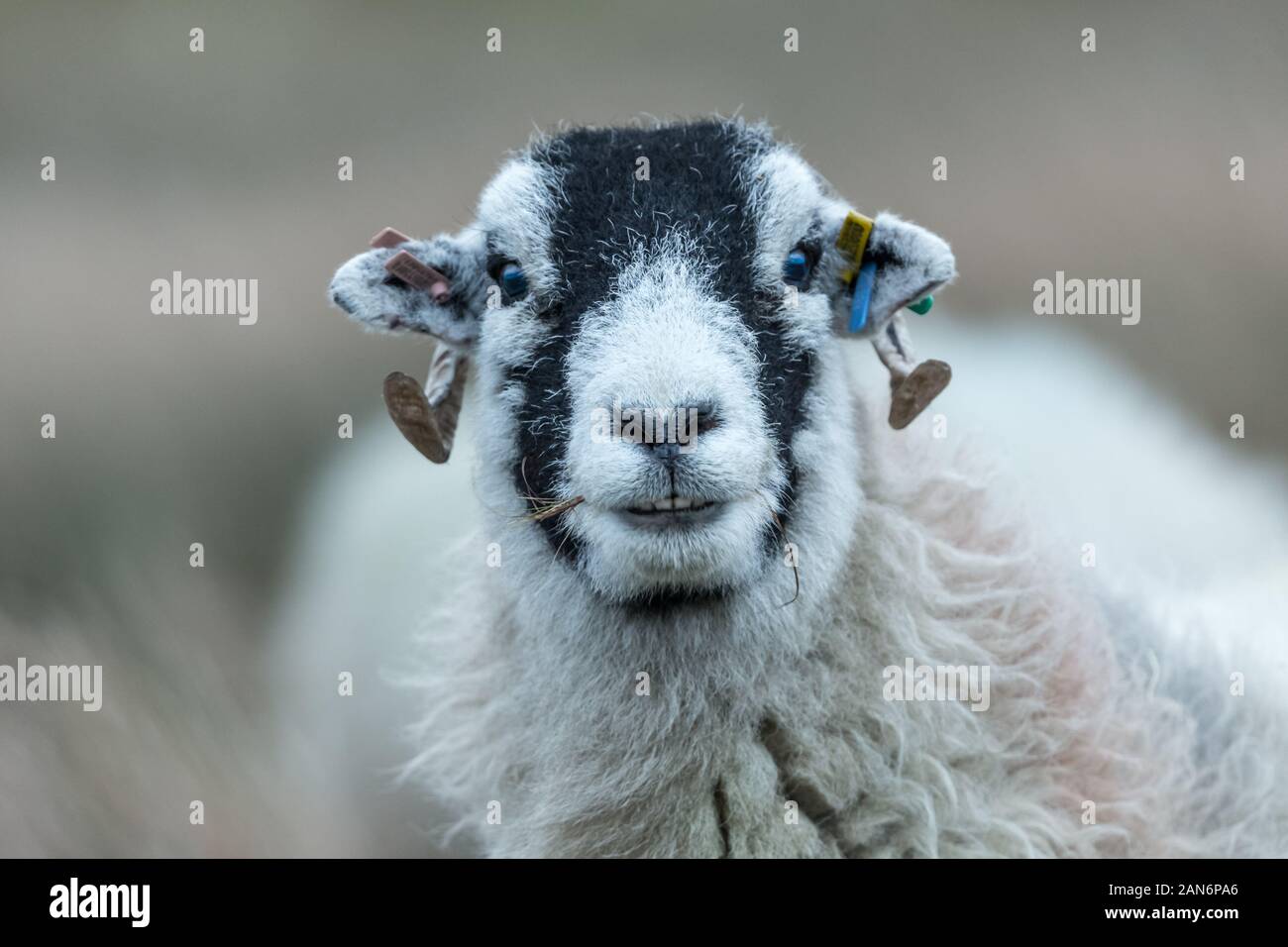 Sheep Horns High Resolution Stock Photography and Images - Alamy