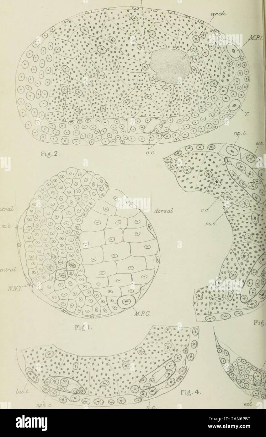 Pheretima Cross Section