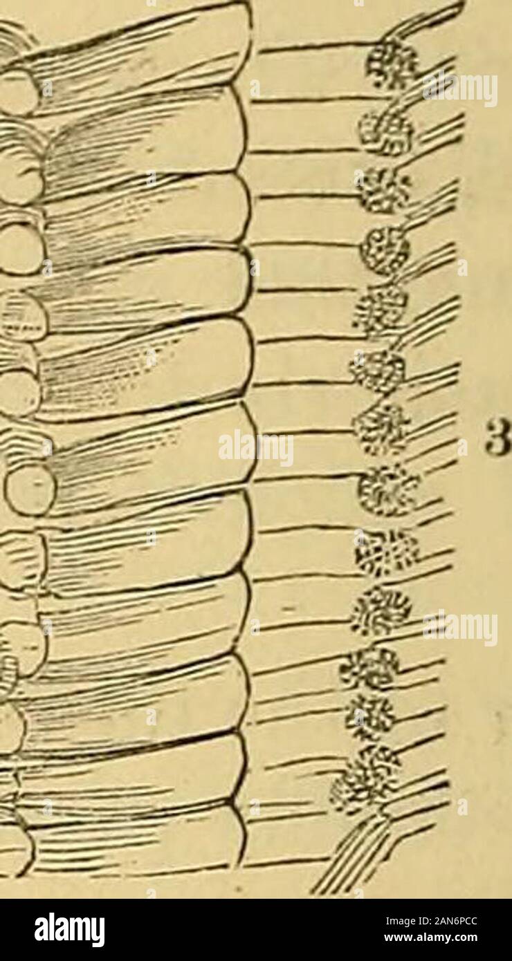 Membrana tectoria High Resolution Stock Photography and Images - Alamy