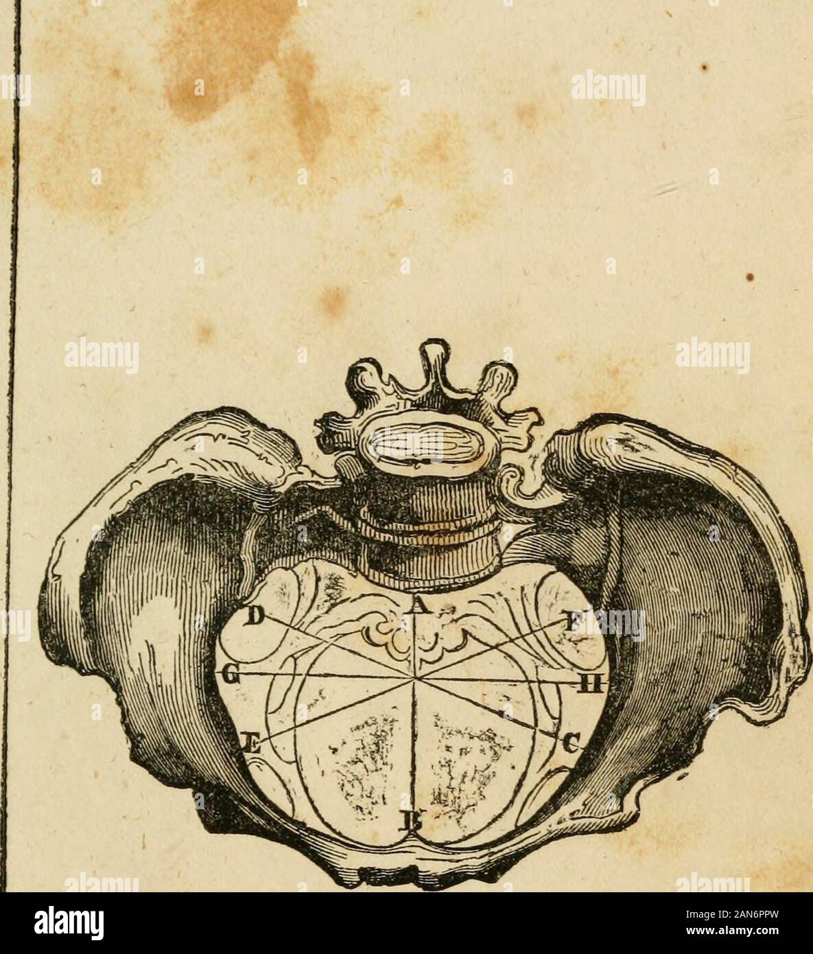 The matron's manual of midwifery, and the diseases of women during ...