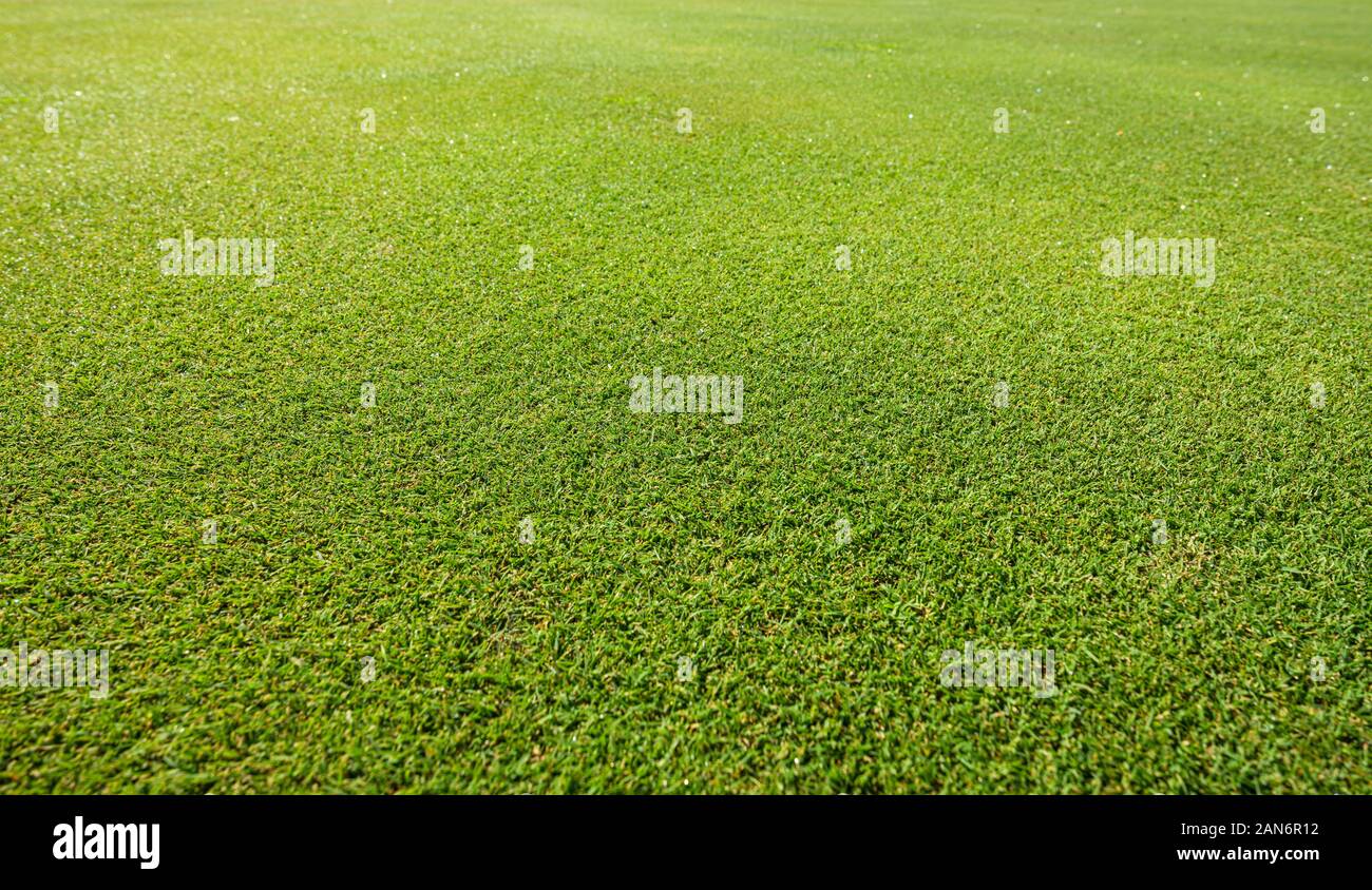 Grass carpet hi-res stock photography and images - Alamy