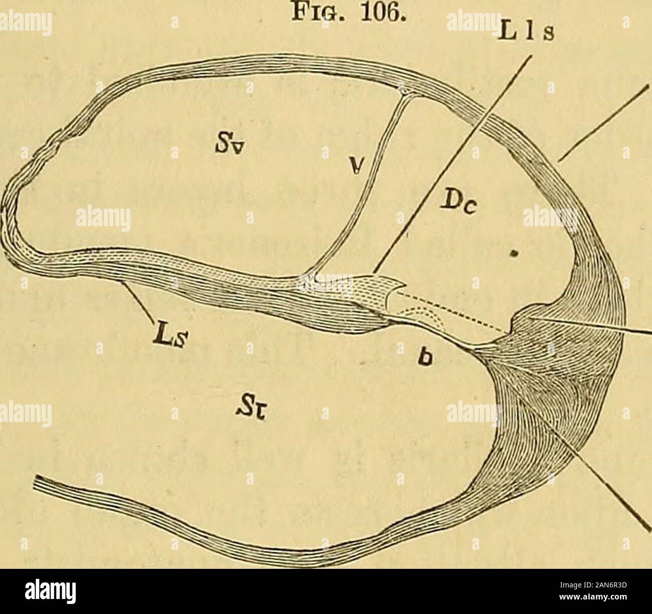 Cochlearis cochlearis hi-res stock photography and images - Alamy