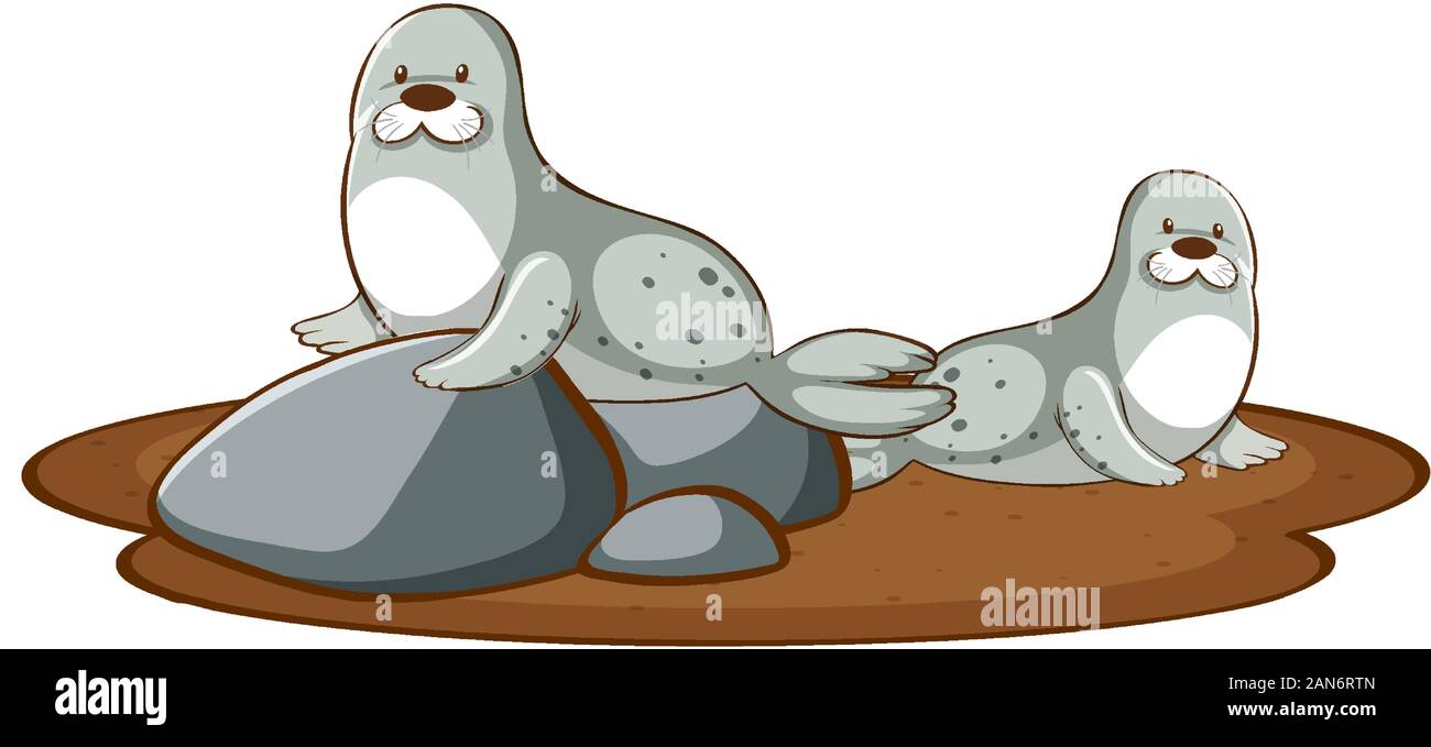 Isolated picture of two seals illustration Stock Vector Image & Art - Alamy