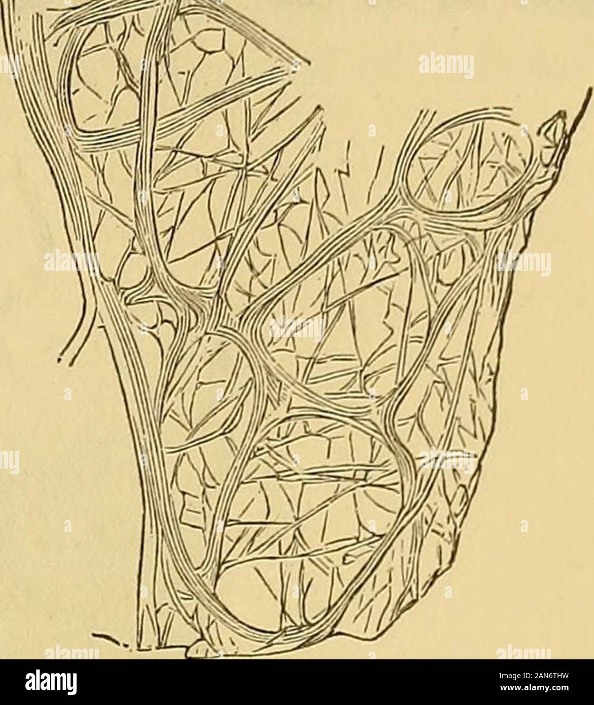 A practical treatise on the diseases of the ear including the anatomy ...