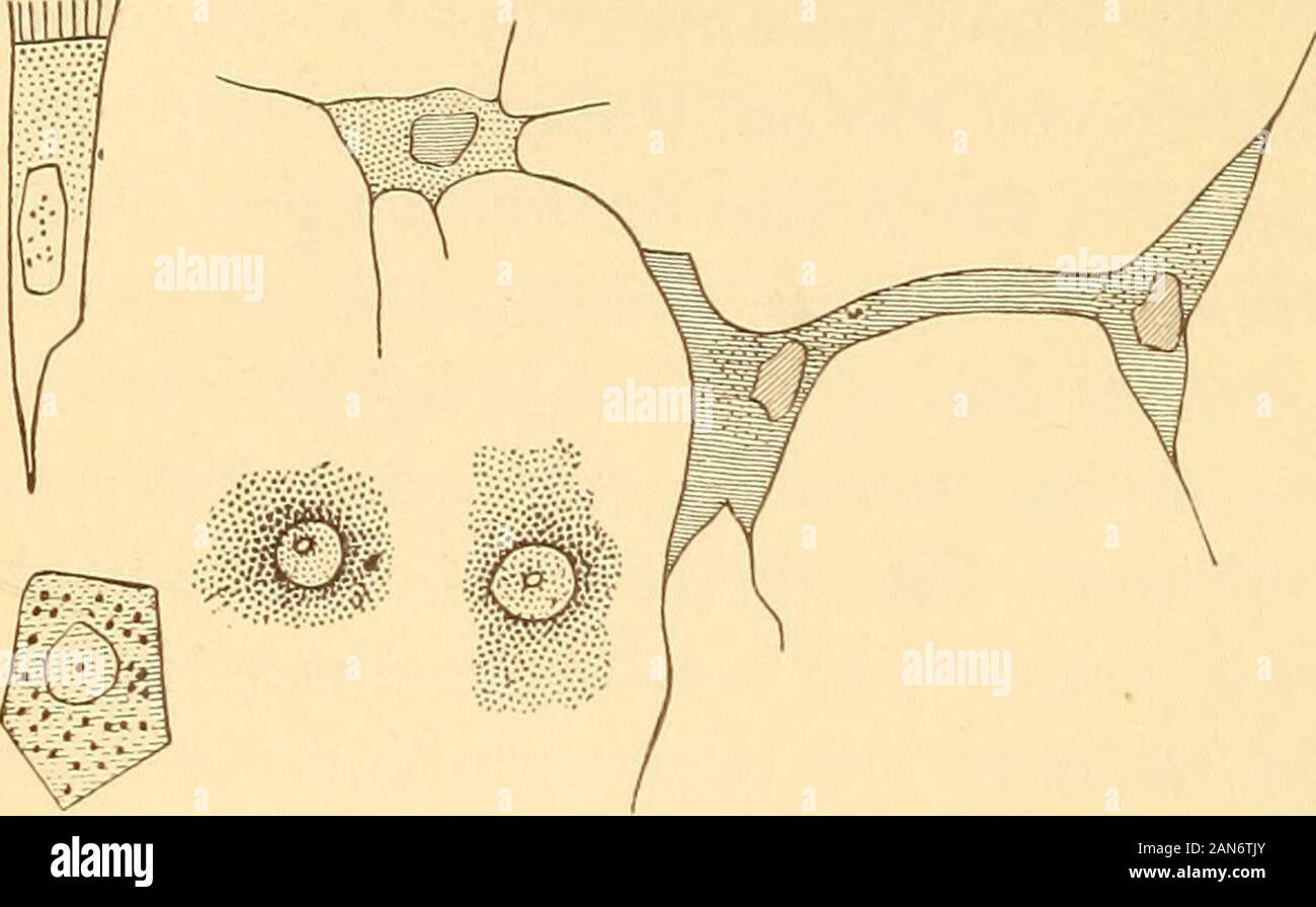 Anatomy, physiology and hygiene for high schools . erof fine particles ...