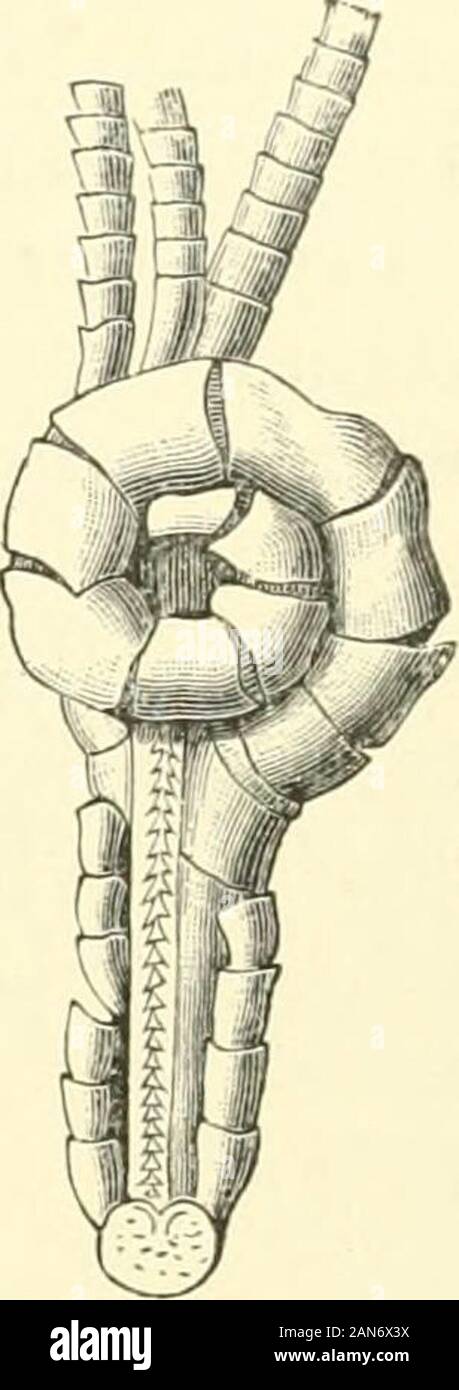The royal natural history . SWELLINGS IN THE PINNULES OF CRINOIDS ...