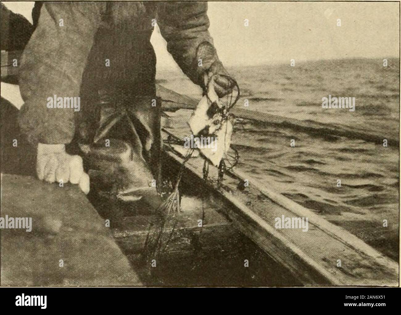 Rotten fish can hi-res stock photography and images - Alamy