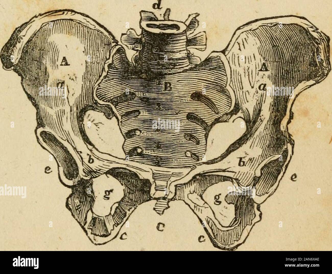 Os sacrum hi-res stock photography and images - Alamy