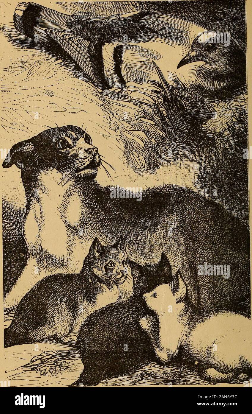 Mammals flesh eating animals hi-res stock photography and images - Alamy