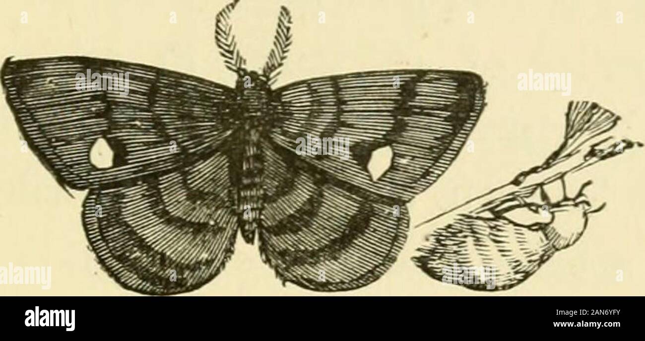The common moths of England . Male Vapourer and Wingless Female. hinder ...