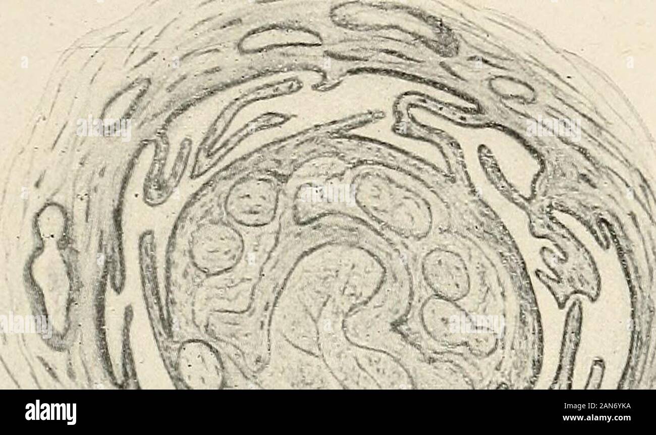 Gynaecology for students and practitioners . s not deep ...