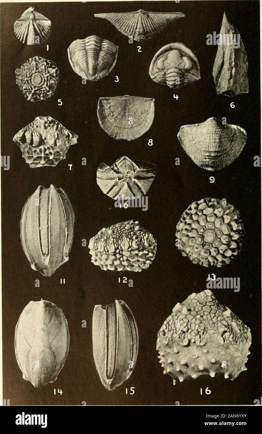 Stratigraphic column hi-res stock photography and images - Alamy