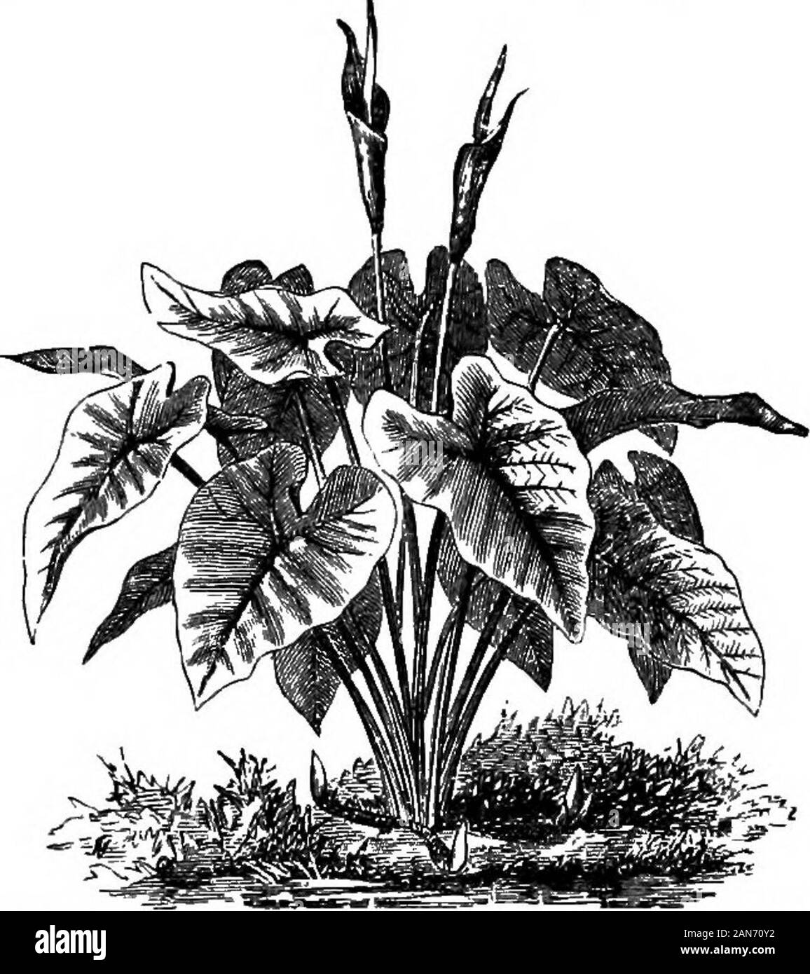 O u o o2 u hi-res stock photography and images - Alamy