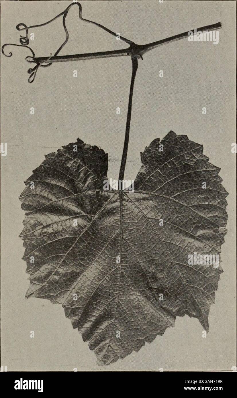 Solonis hi-res stock photography and images - Alamy