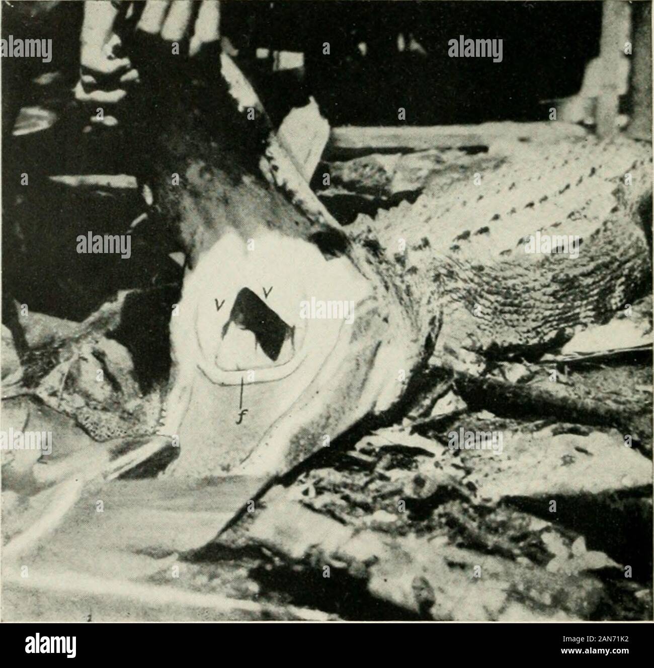 The alligator and its allies . epithelium is said to havethe same ...